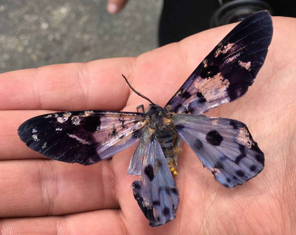 Blue Tiger Moth from Ernakulam, Kerala, India on January 28, 2018 at 09 ...