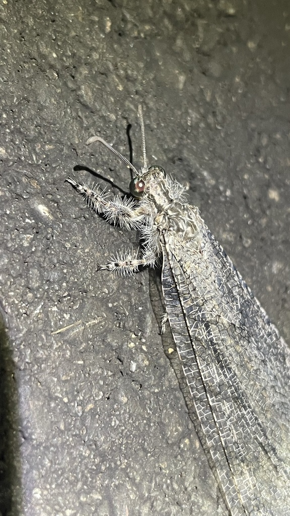 Vella fallax from Coronado National Forest, Tucson, AZ, US on July 31 ...