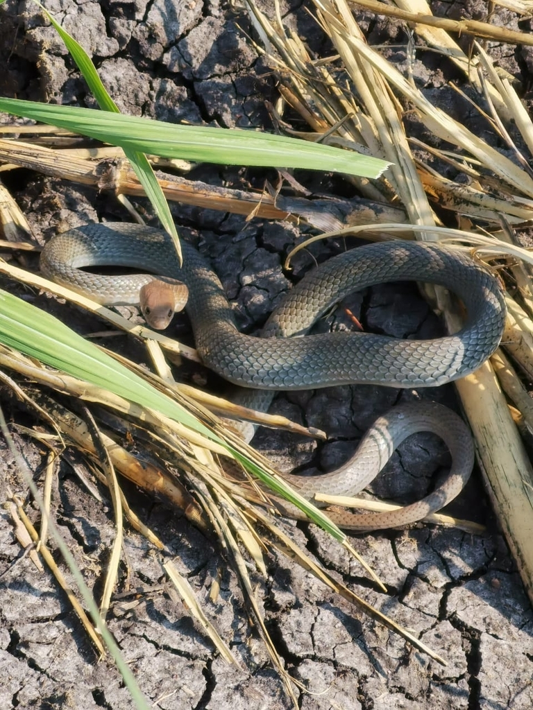 Neotropical Whip Snake from Cocula, Jal., México on August 01, 2022 at ...