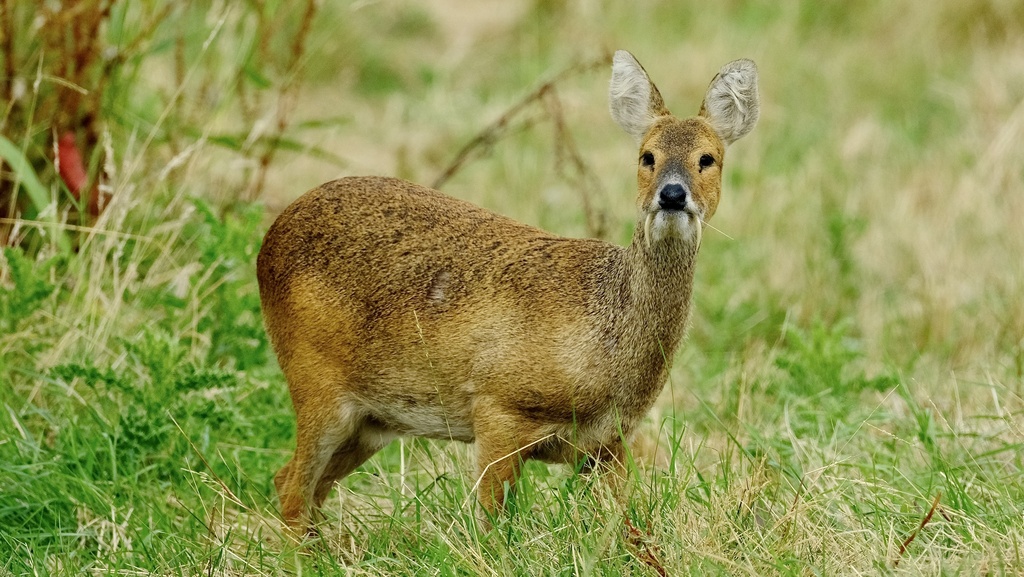 Chinese Water Deer (Hydropotes inermis inermis) - Know Your Mammals