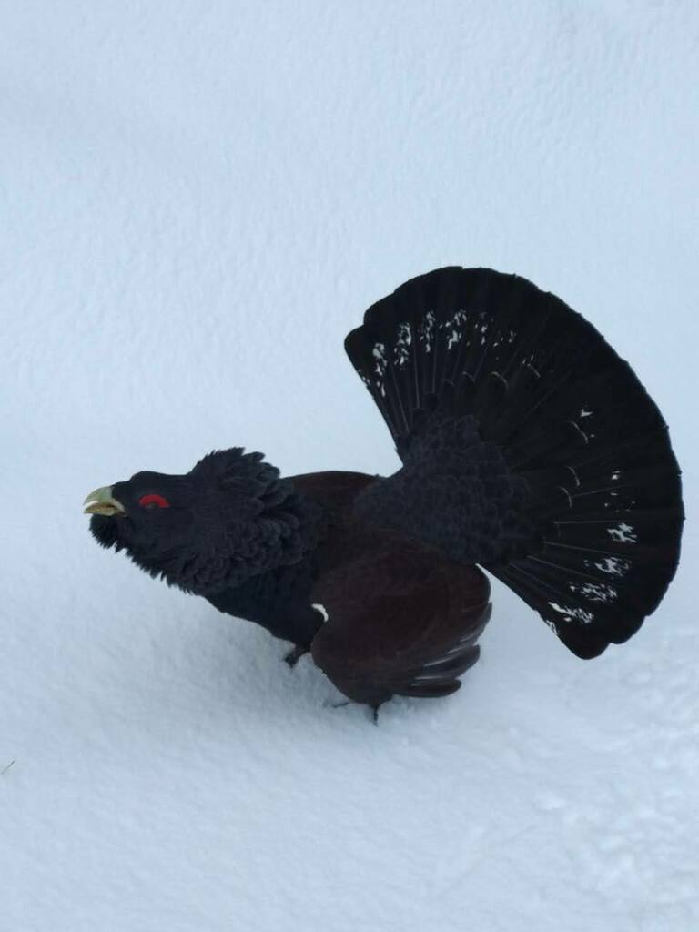 Western Capercaillie from Canillo, AD100, Andorra on January 20, 2022 ...