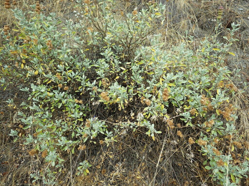Dorr's Sage from Spokane, Washington, United States on August 13, 2017 ...