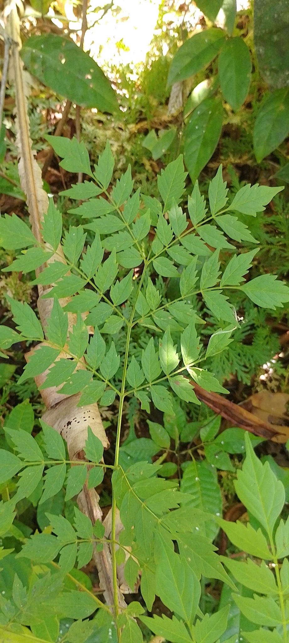 Jacaranda copaia (Aubl.) D.Don