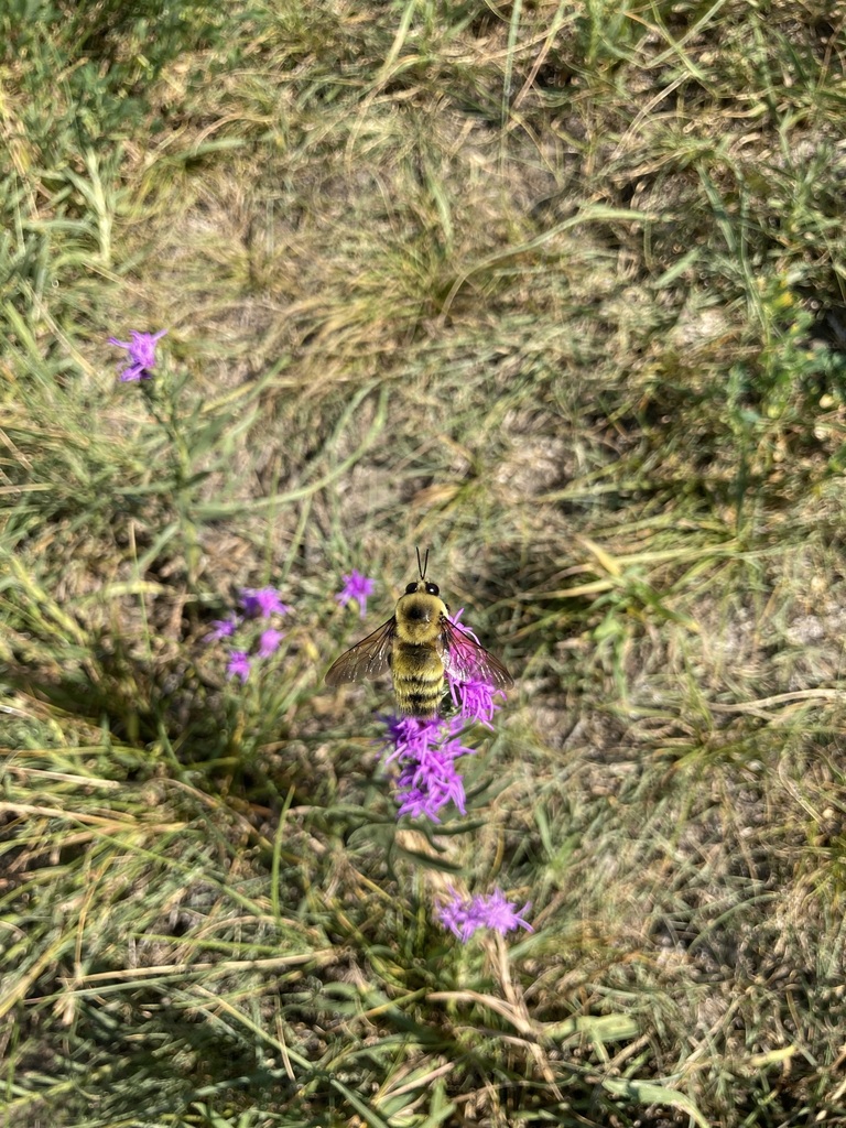 Winged and Once-winged Insects from Southwest Calgary, Calgary, AB ...