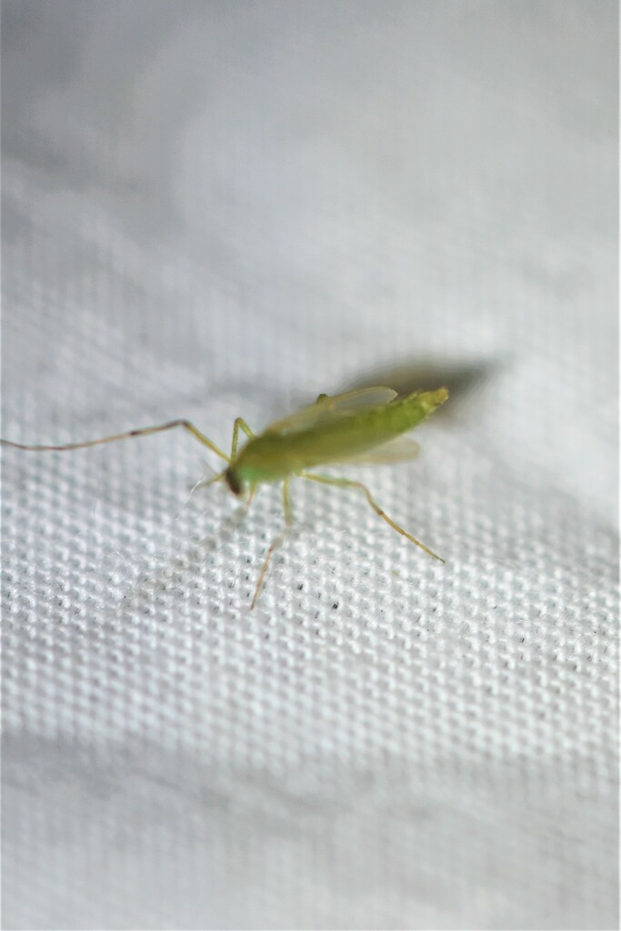 Non-biting Midges from lake annie dundee on July 31, 2022 by Tom Palmer ...