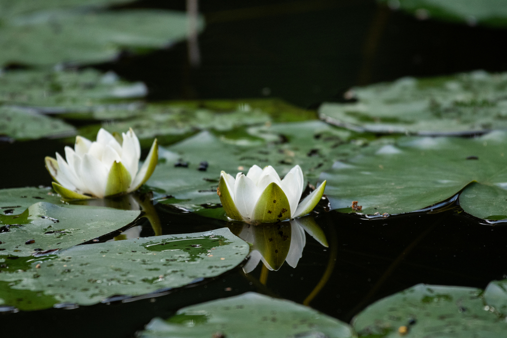 Nymphaea candida from Гатчинский р-н, Ленинградская обл., Россия on ...