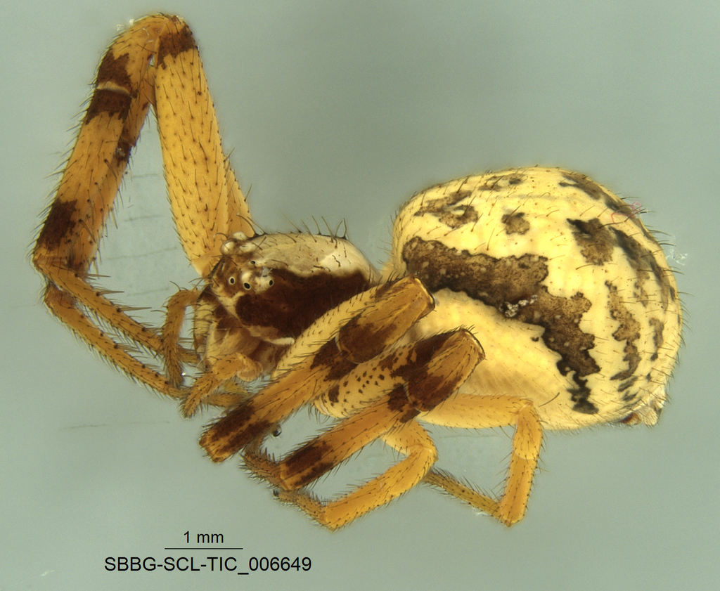 Mecaphesa schlingeri from Norton, San Clemente Island, Los Angeles ...