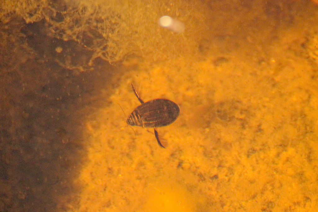 Lesser Diving-beetle from Vuosaari, Helsinki, Suomi on August 01, 2022 ...