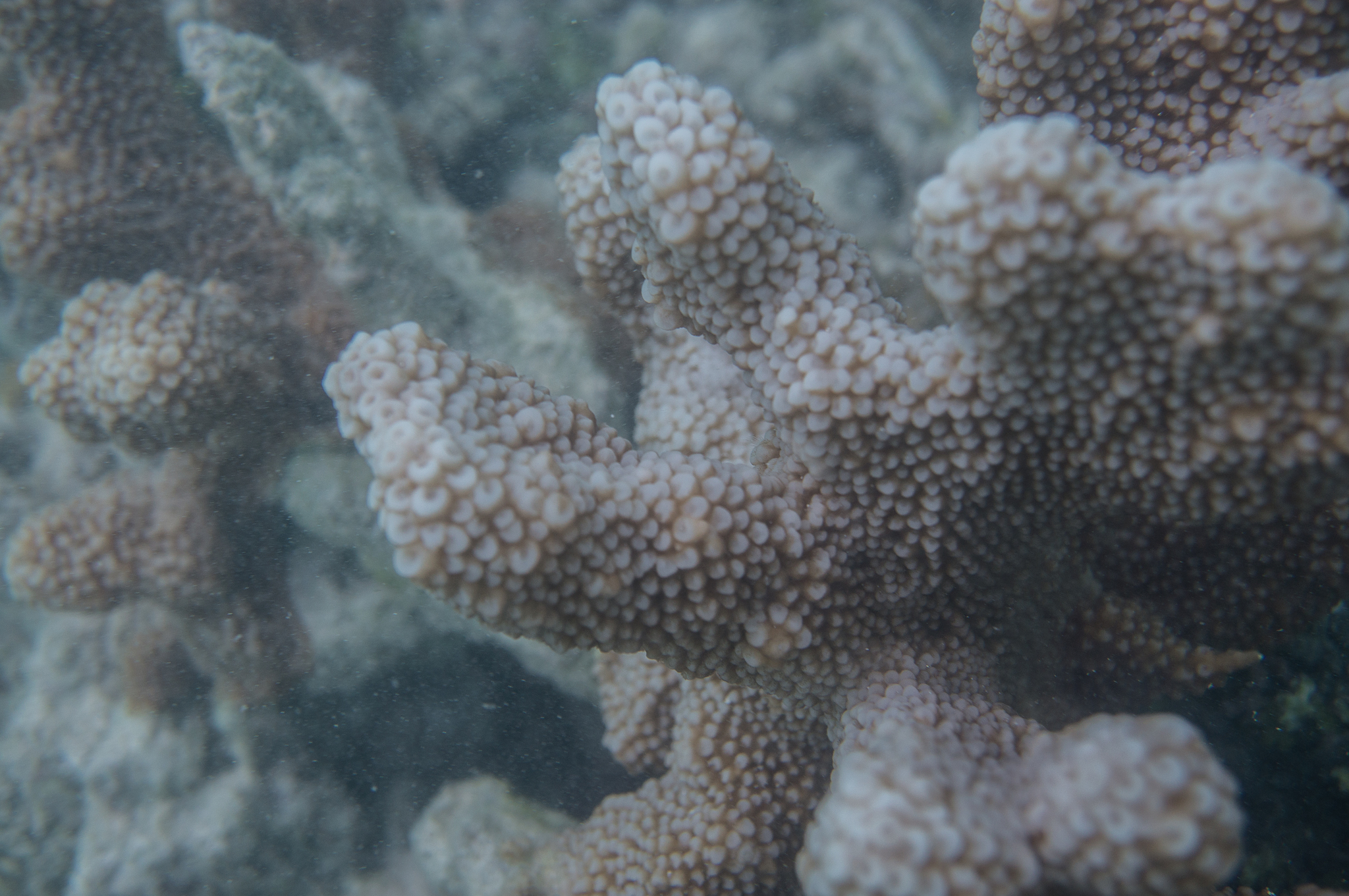 Isopora palifera (Lamarck, 1816)