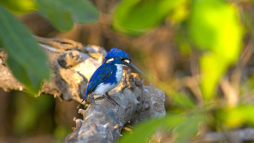 Little Kingfisher (Ceyx pusillus) - Avian Discovery