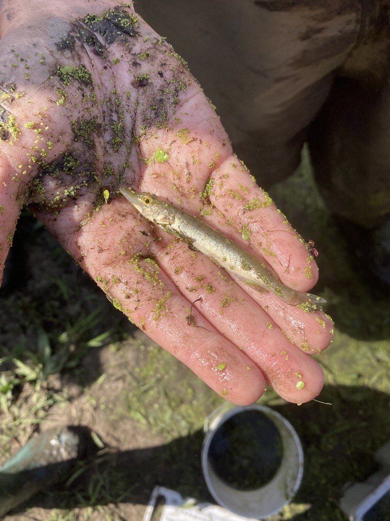 Grass Pickerel from Pymatuning State Park, Linesville, PA, US on August ...