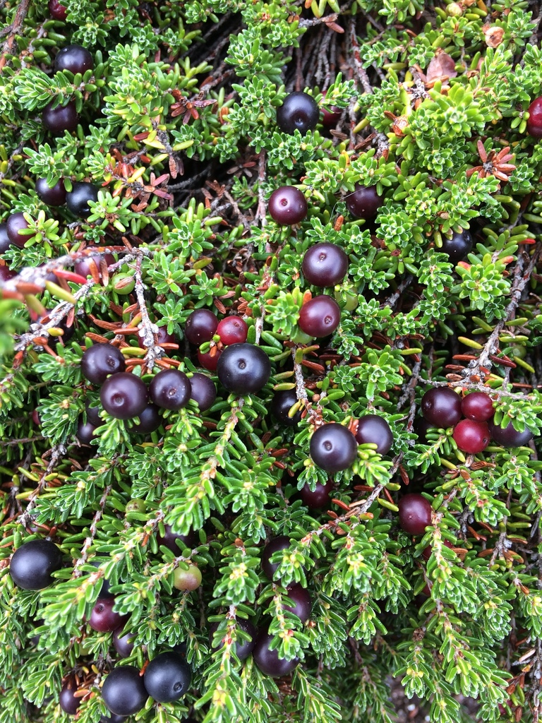 Purple Crowberry from Coos County, US-NH, US on July 24, 2018 at 12:23 ...