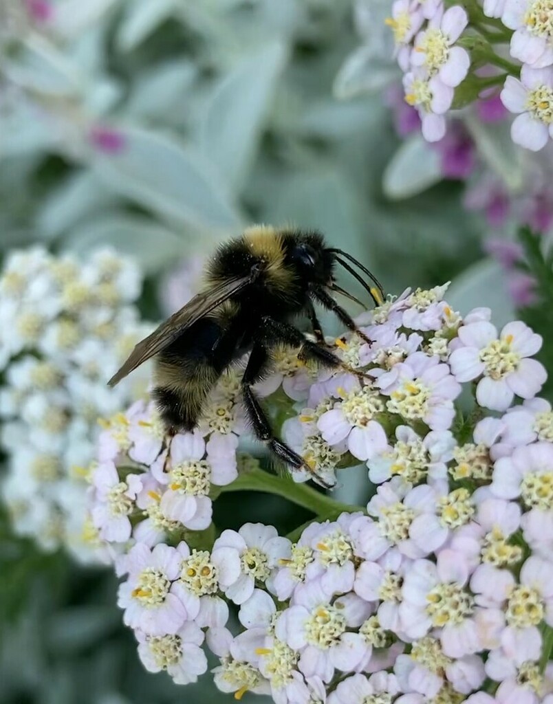 Bumble Bees from Southwest Calgary, Calgary, AB, Canada on July 31 ...