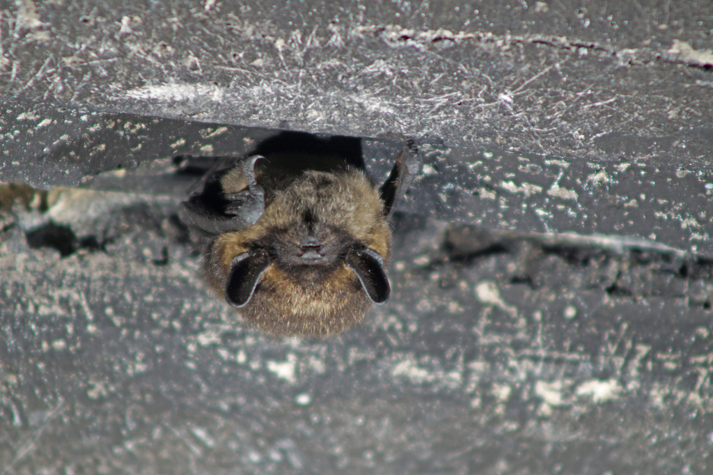 Serotine Bat in March 2022 by stepdi · iNaturalist