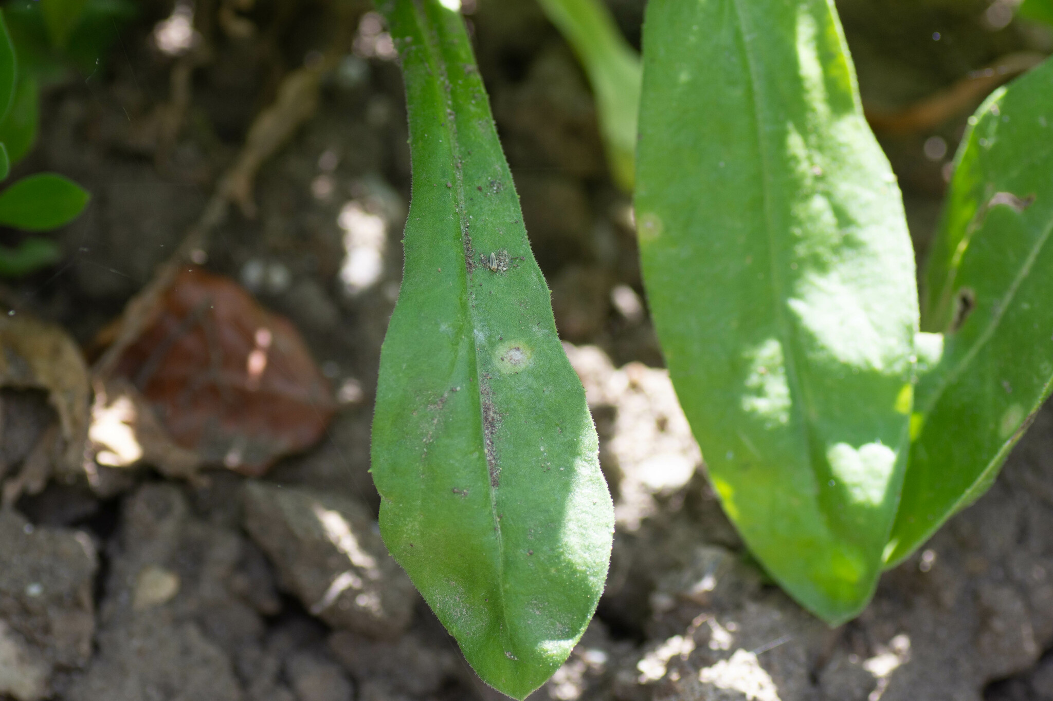 Entyloma calendulae (Oudem.) de Bary