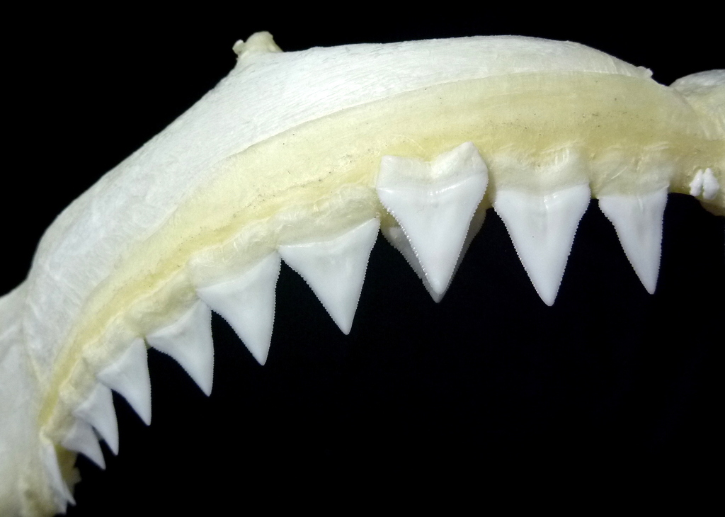 Ganges River Shark (Glyphis gangeticus) - Marine Life Identification