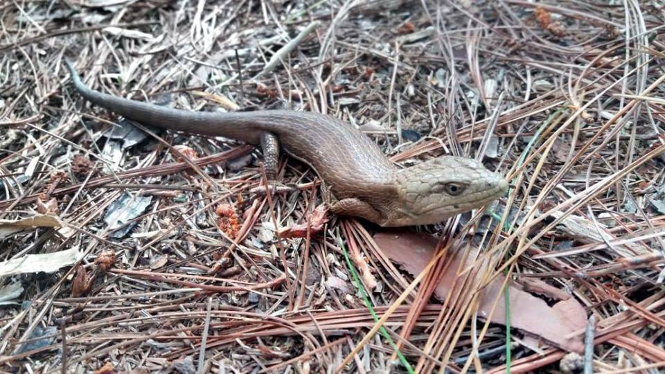 Monte Cristo Arboreal Alligator Lizard in July 2018 by Hermes Vega ...