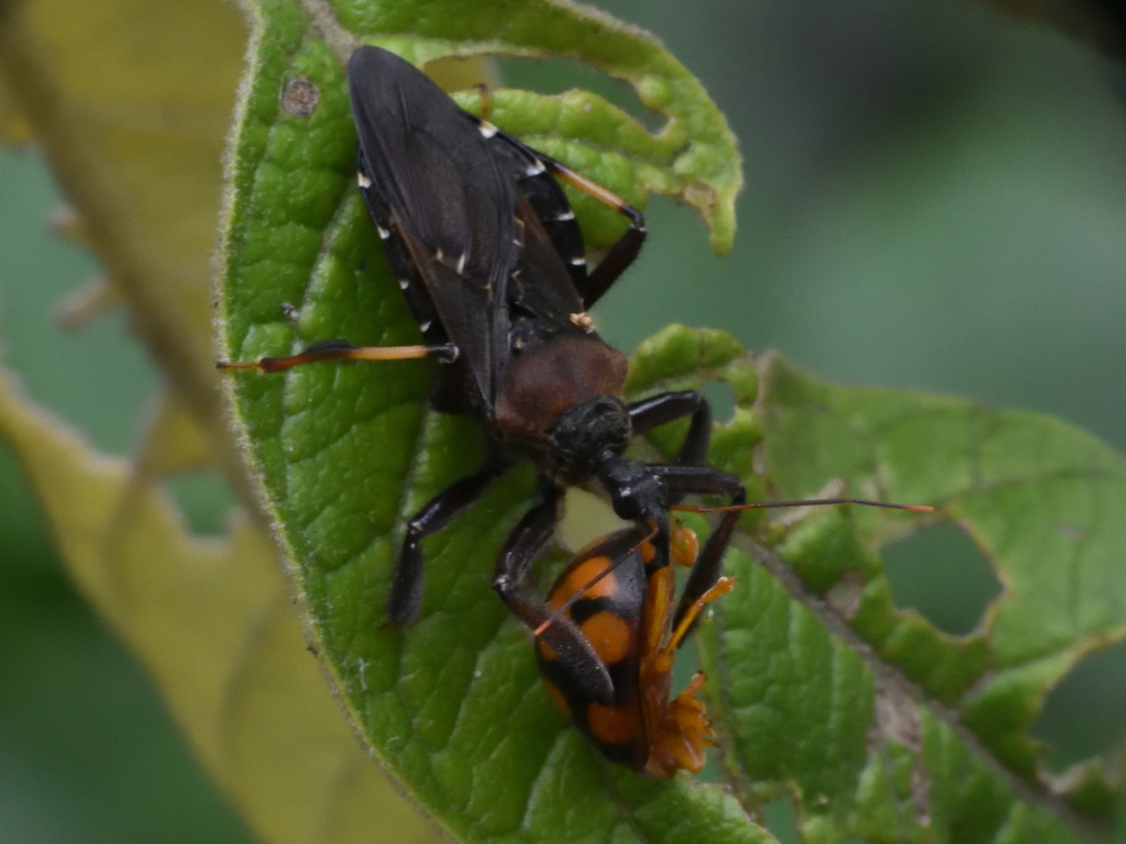 Bee Assassins from Jardines de las Animas, 91190 Xalapa-Enríquez, Ver ...