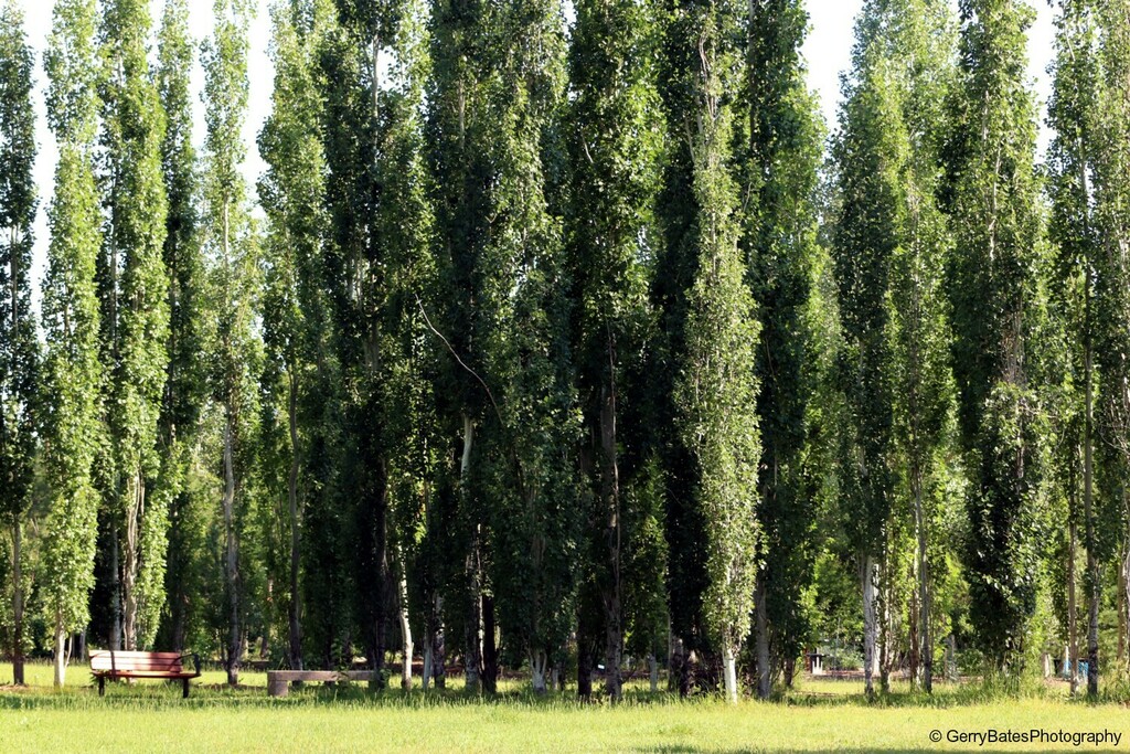 European aspen from Northwest Calgary, Calgary, AB, Canada on July 30 ...