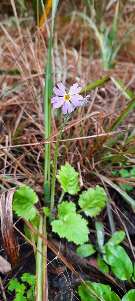 Fairy Primrose from uMngeni Local Municipality, South Africa on August ...
