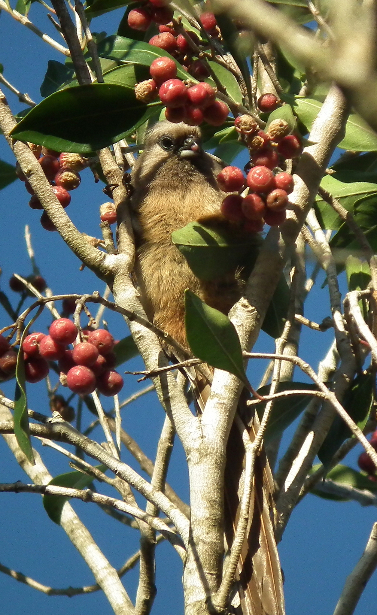 Olinia ventosa (L.) Cufod.