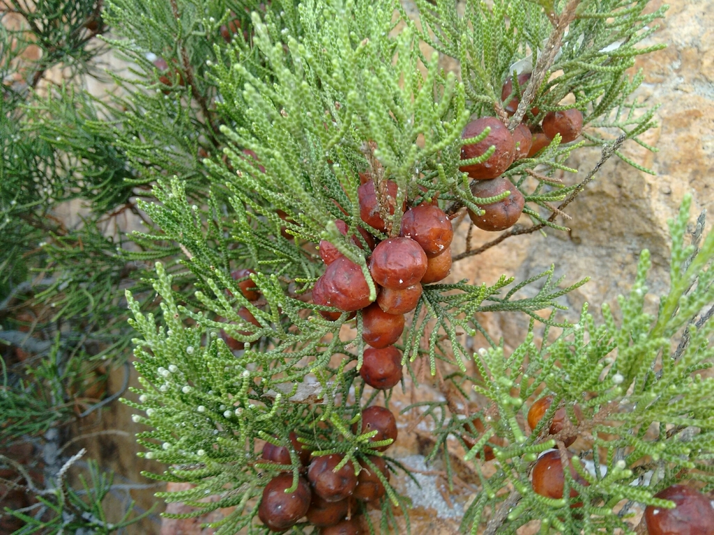 Mediterranean juniper (Juniperus turbinata) - Botanical Realm