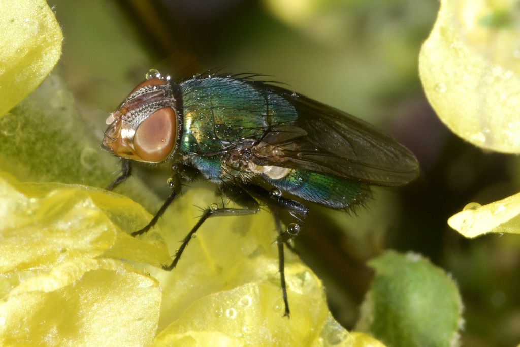 Rhyncomya cyanescens from Brac, Pine forests in Central Brac on July 8 ...