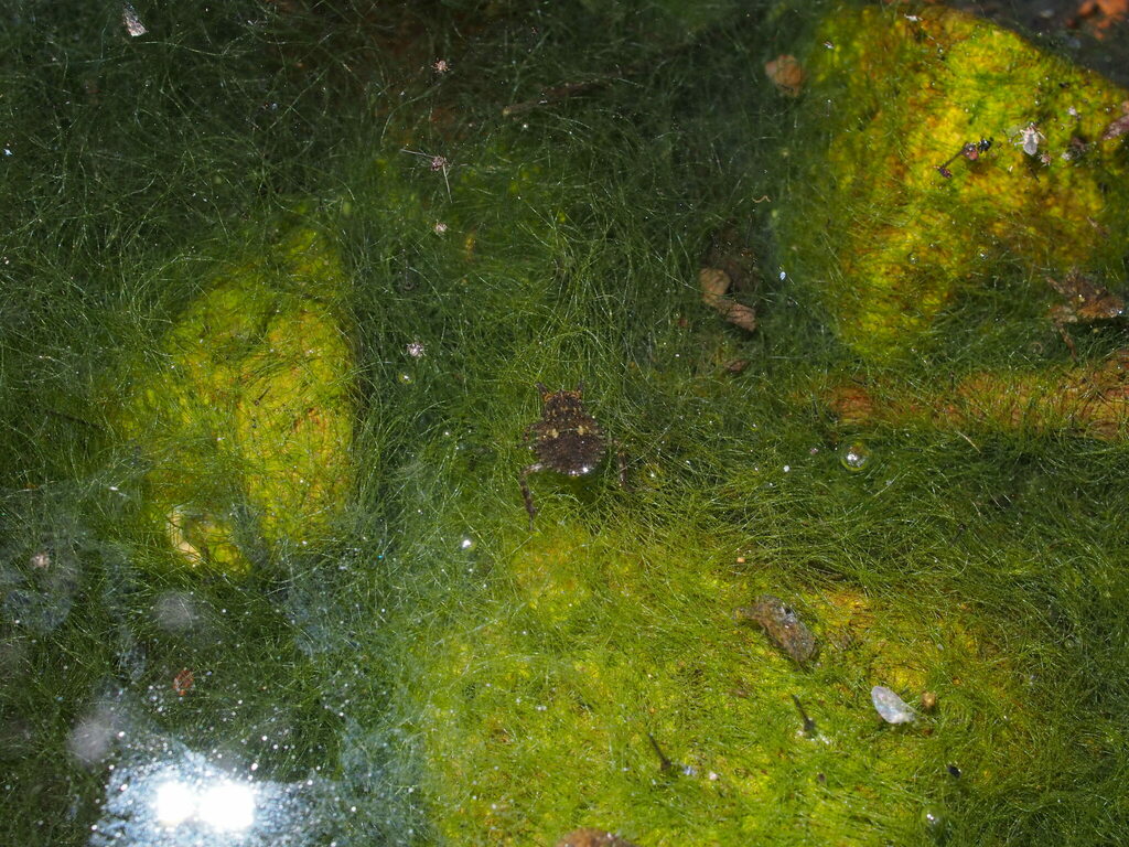 Abedus indentatus from Los Angeles County, CA, USA on July 29, 2022 at ...