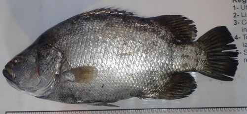 Pacific Tripletail (Lobotes pacifica) · iNaturalist United Kingdom
