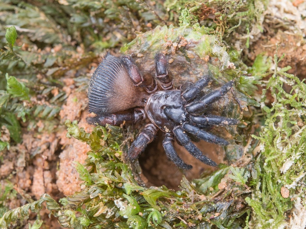Torreya Trapdoor Spider from Bristol, FL 32321, USA on April 3, 2017 at ...