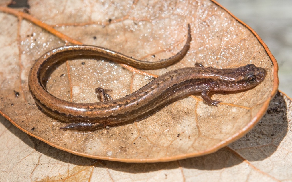 coastal plain dwarf salamander from Rima Ridge Road, Tiger Bay State ...