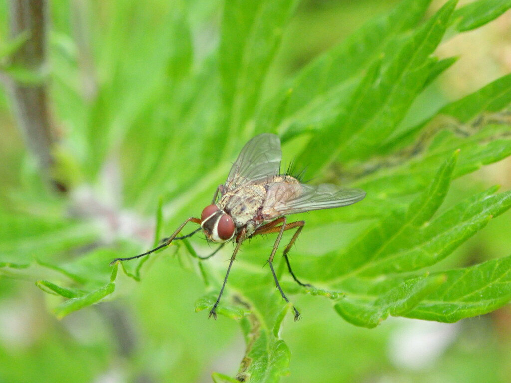 Dexia rustica from Vyžuonos, Lietuva on July 08, 2022 at 12:00 PM by ...