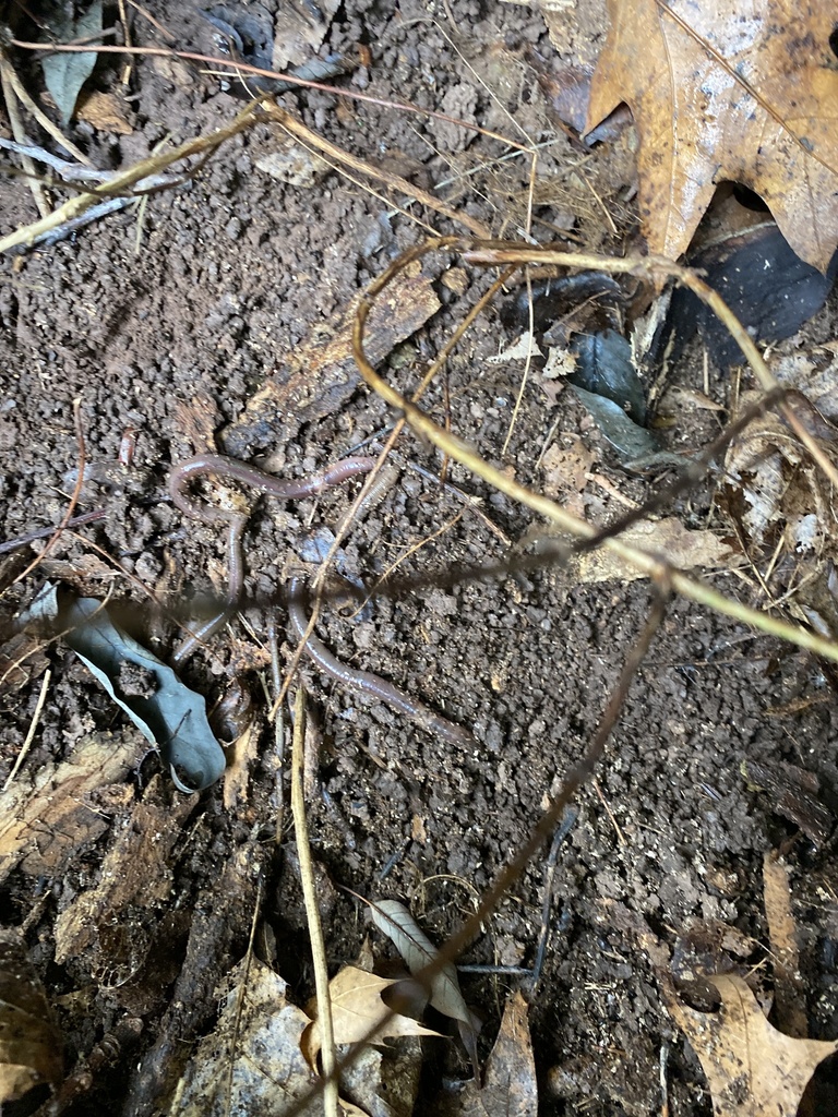 Earthworms from Ursinus College, Collegeville, PA, US on August 01 ...