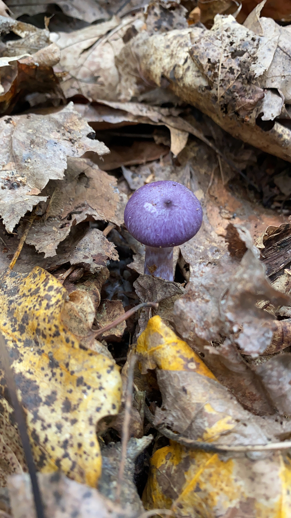 Viscid Violet Cort from New Cumberland on August 01, 2022 at 01:45 PM ...