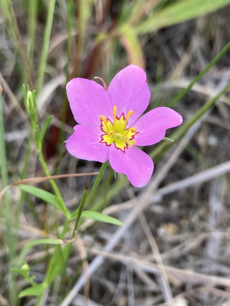 marsh pink from Turtle Creek Rd, Egg Harbor City, NJ, US on July 27 ...