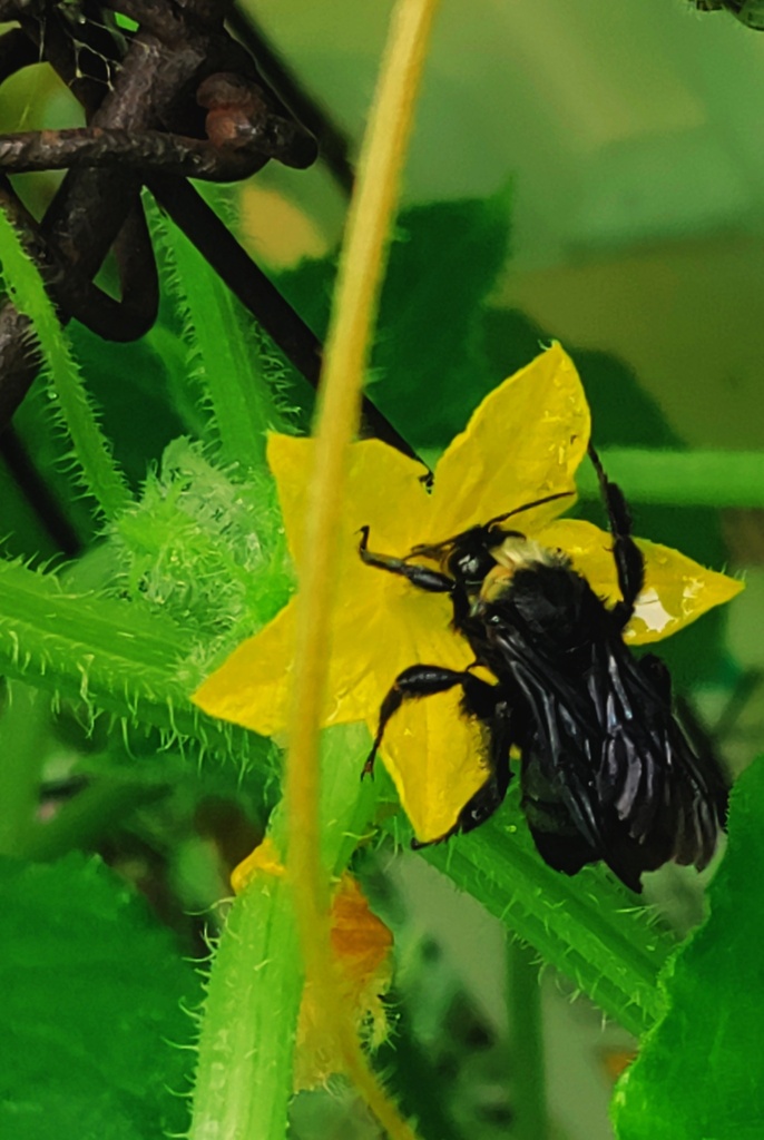American Bumble Bee from Nicoma Park, OK, USA on July 29, 2022 at 11:02 ...