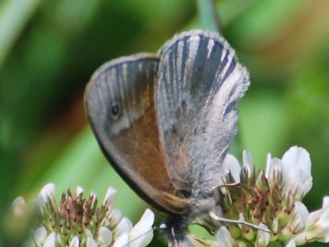 Common Ringlet in August 2022 by tz_nh · iNaturalist