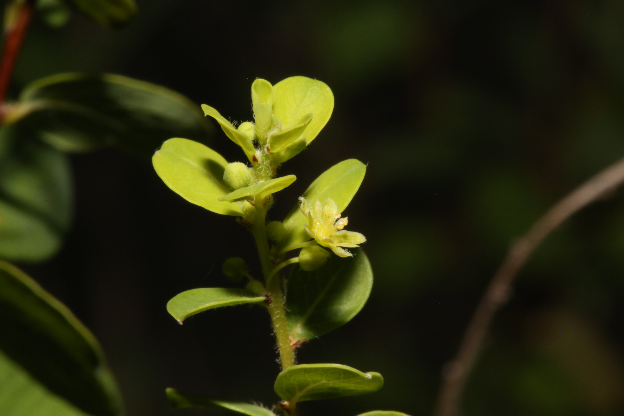 Phyllanthopsis phyllanthoides (Nutt.) Voronts. & Petra Hoffm.