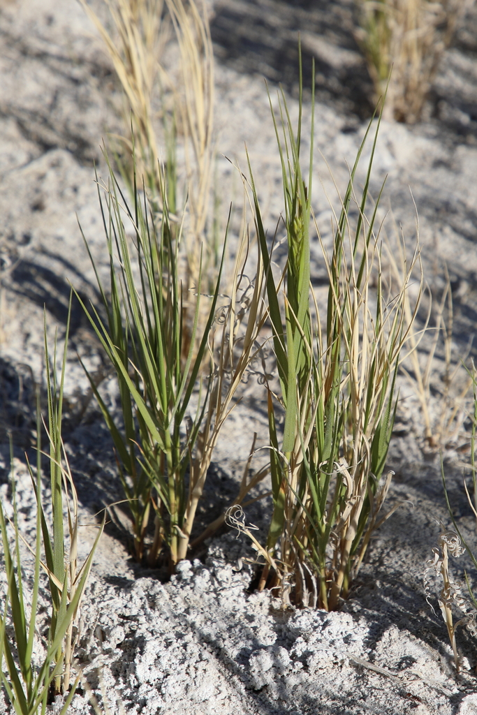 Saltgrass from Surprise Valley Hot Springs, Modoc County on July 10 ...