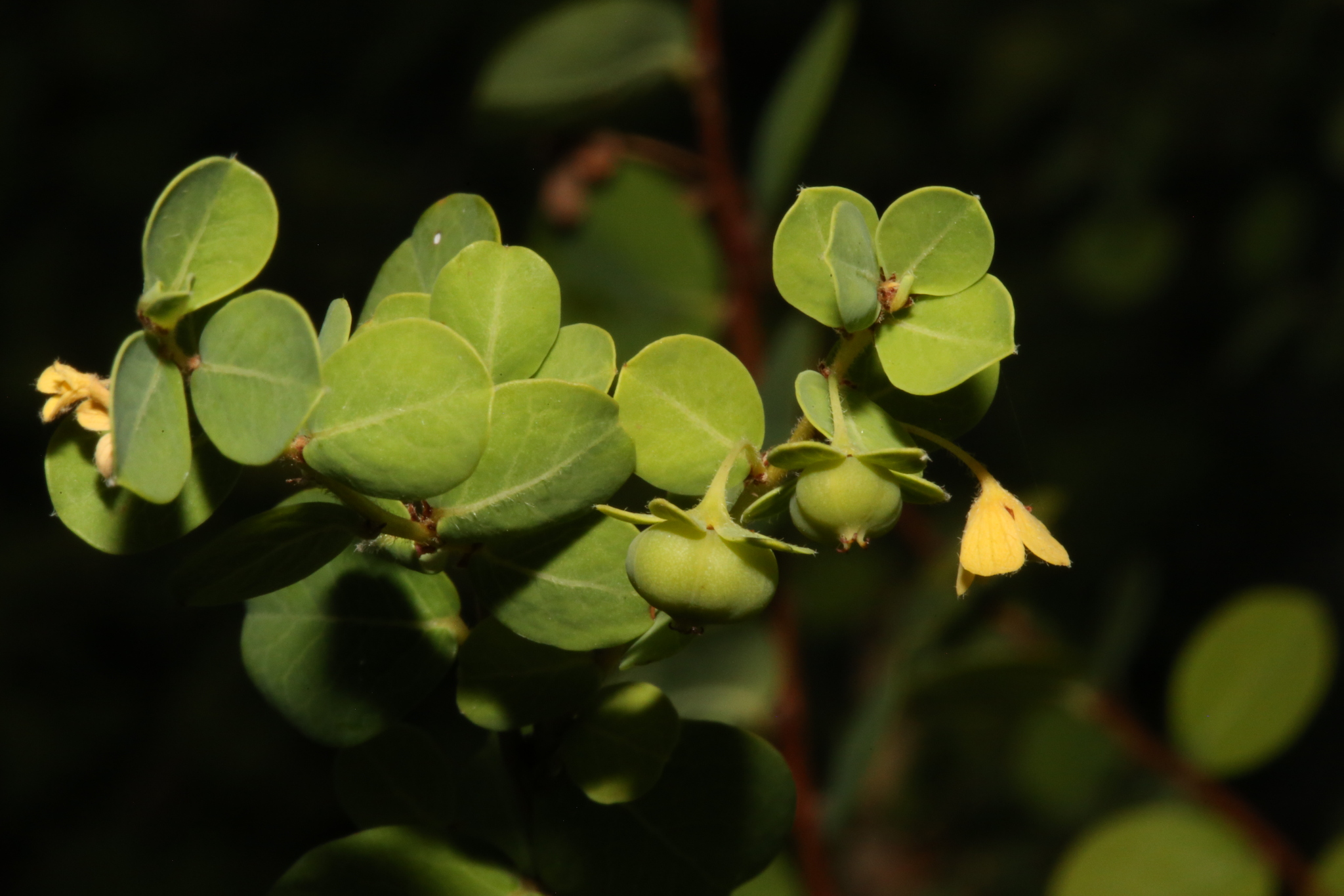 Phyllanthopsis phyllanthoides (Nutt.) Voronts. & Petra Hoffm.