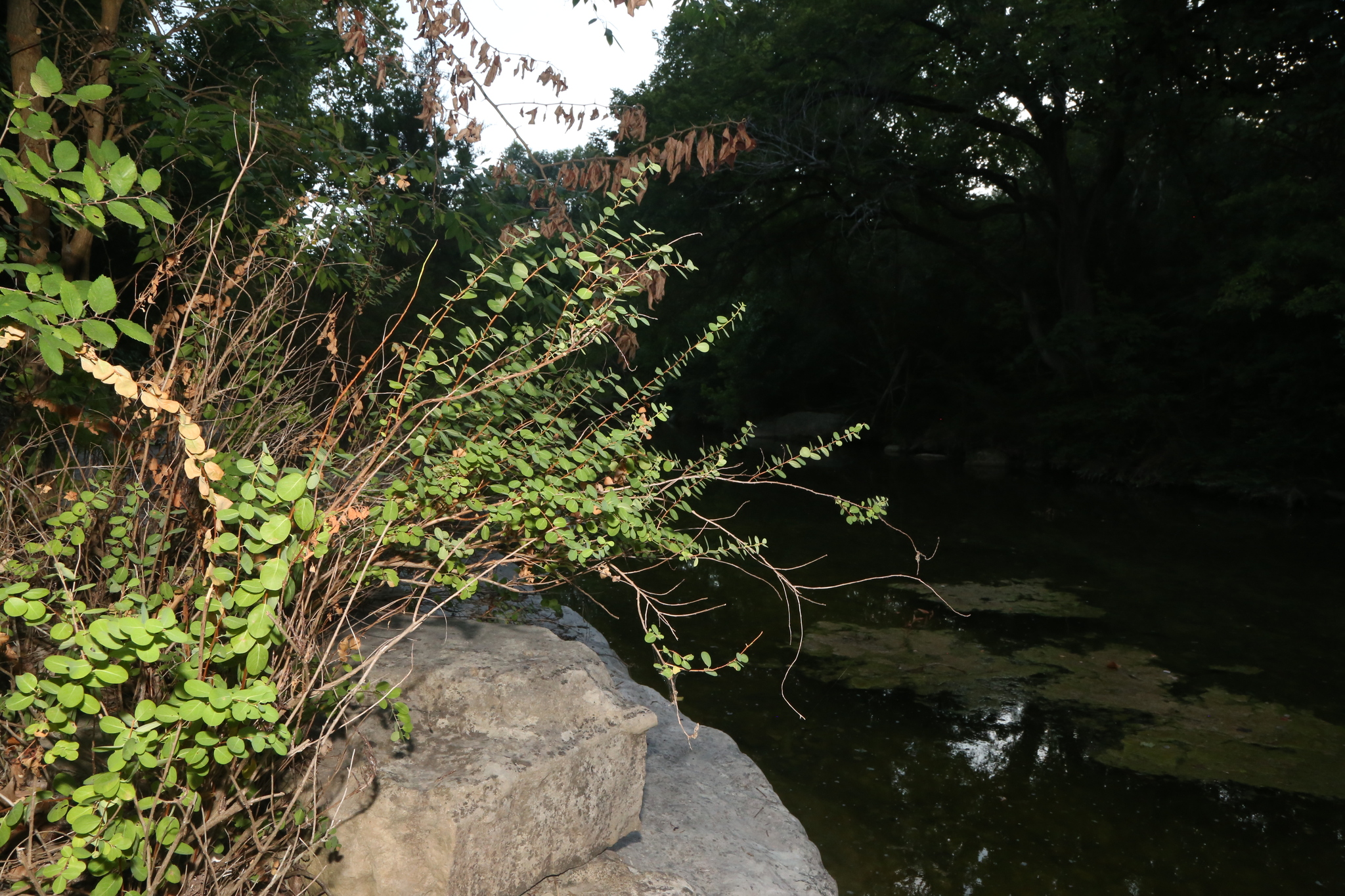 Phyllanthopsis phyllanthoides (Nutt.) Voronts. & Petra Hoffm.
