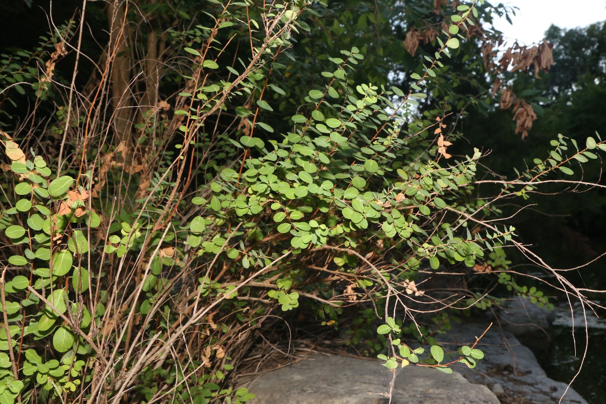 Phyllanthopsis phyllanthoides (Nutt.) Voronts. & Petra Hoffm.