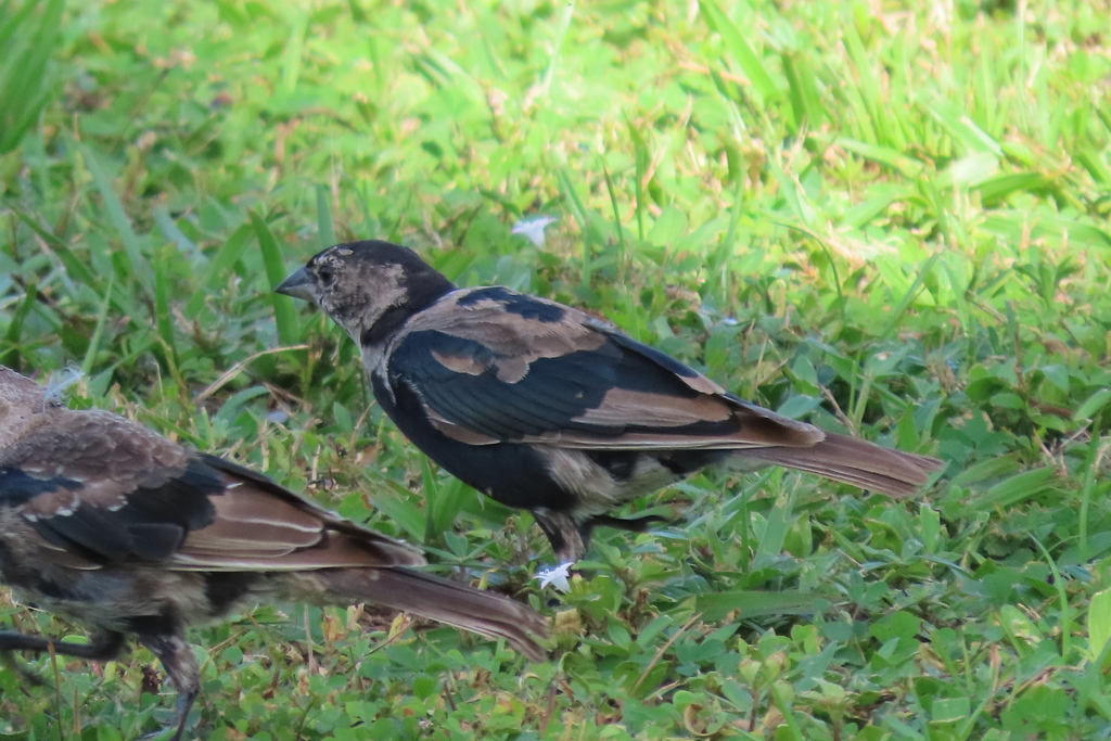 Brown-headed Cowbird from Eagle Lakes Park, South Naples, FL, USA on ...
