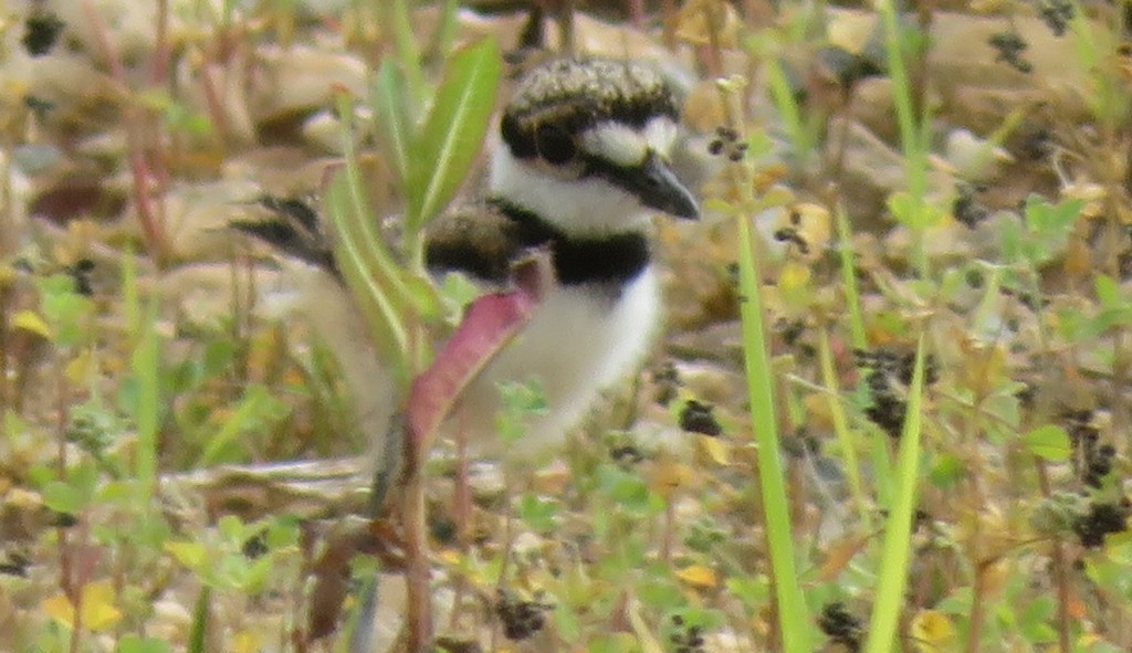 Killdeer from Dane County, WI, USA on July 15, 2018 by aprilsee. One of ...