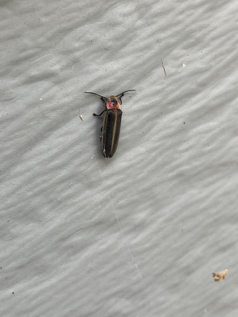 Common Eastern Firefly from Garland St E, West Salem, WI, US on August ...