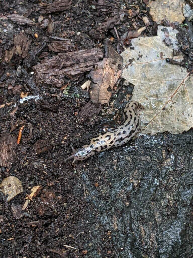 Leopard Slug from Randall Manor, Staten Island, NY, USA on August 01 ...