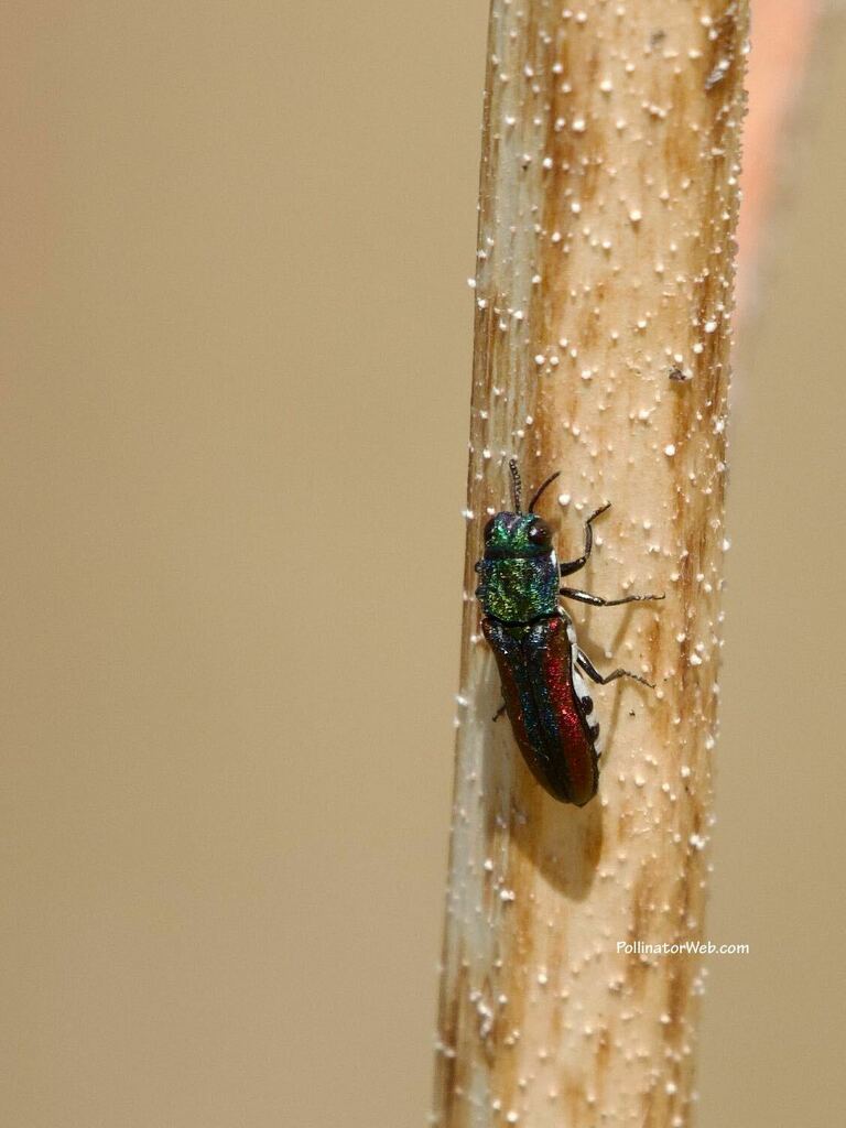 Agrilus pulchellus from Cave Creek, AZ 85331, USA on August 1, 2022 at ...