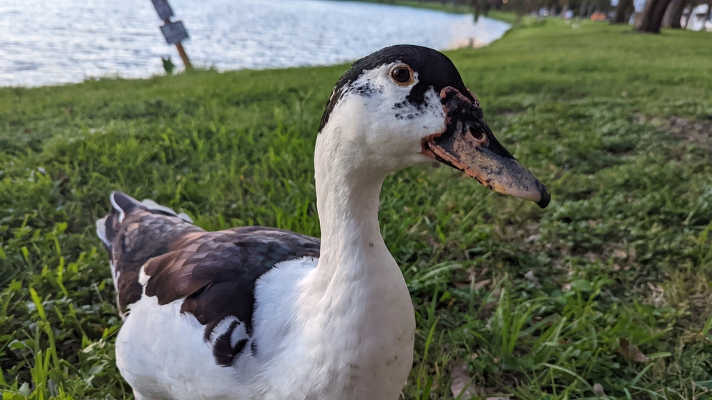 Mallard × Muscovy Duck from Crescent Lake, St. Petersburg, FL, USA on ...