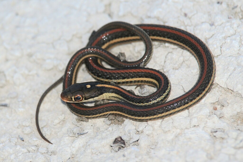 Redstripe Ribbon Snake from Kerrville, TX 78028, USA on July 26, 2022 ...