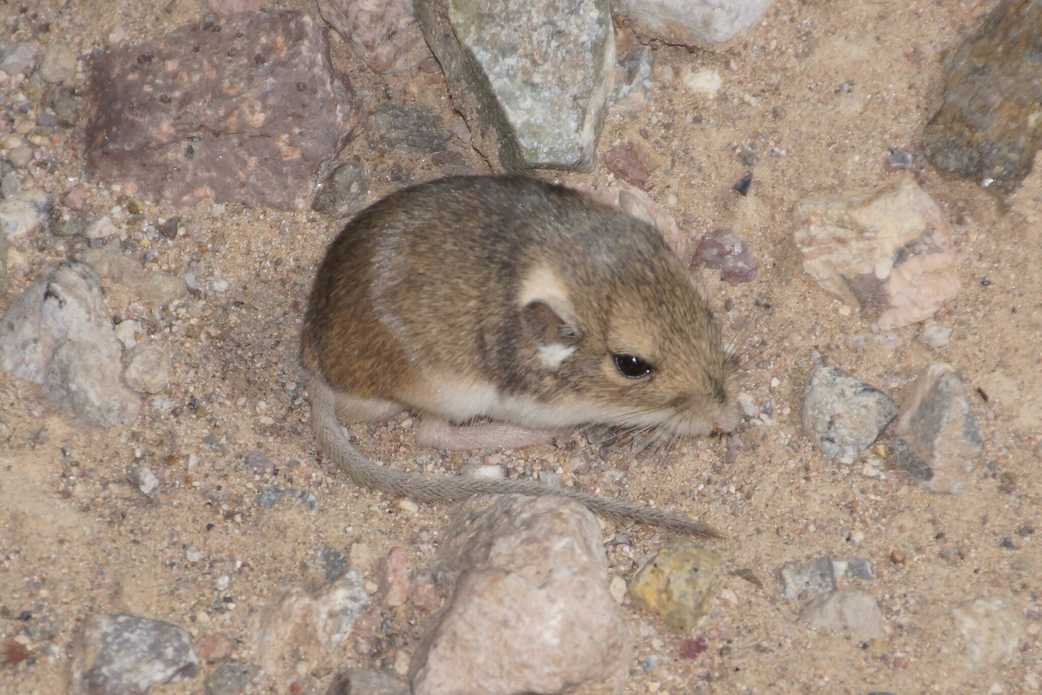 Perognathus flavus Baird, 1855
